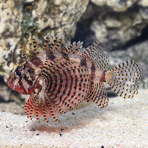 Fuzzy Dwarf Lionfish – Matt's Corals
