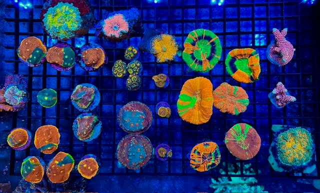Rated Best Aquarium Store in Columbus, OH | Matt's Corals & Service