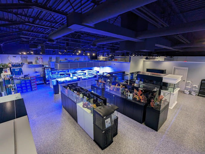 Fish & Livestock – Matt's Corals