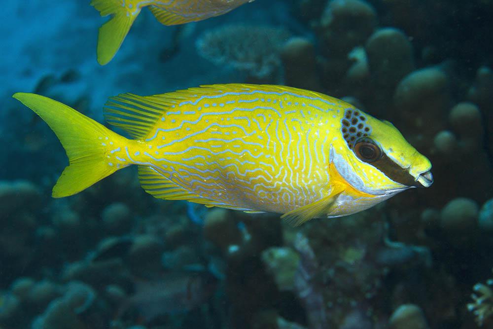 Masked Rabbitfish – Matt's Corals