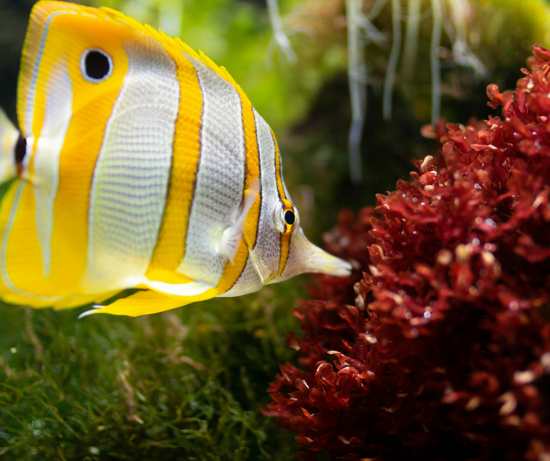 Rated Best Aquarium Store in Columbus, OH | Matt's Corals & Service